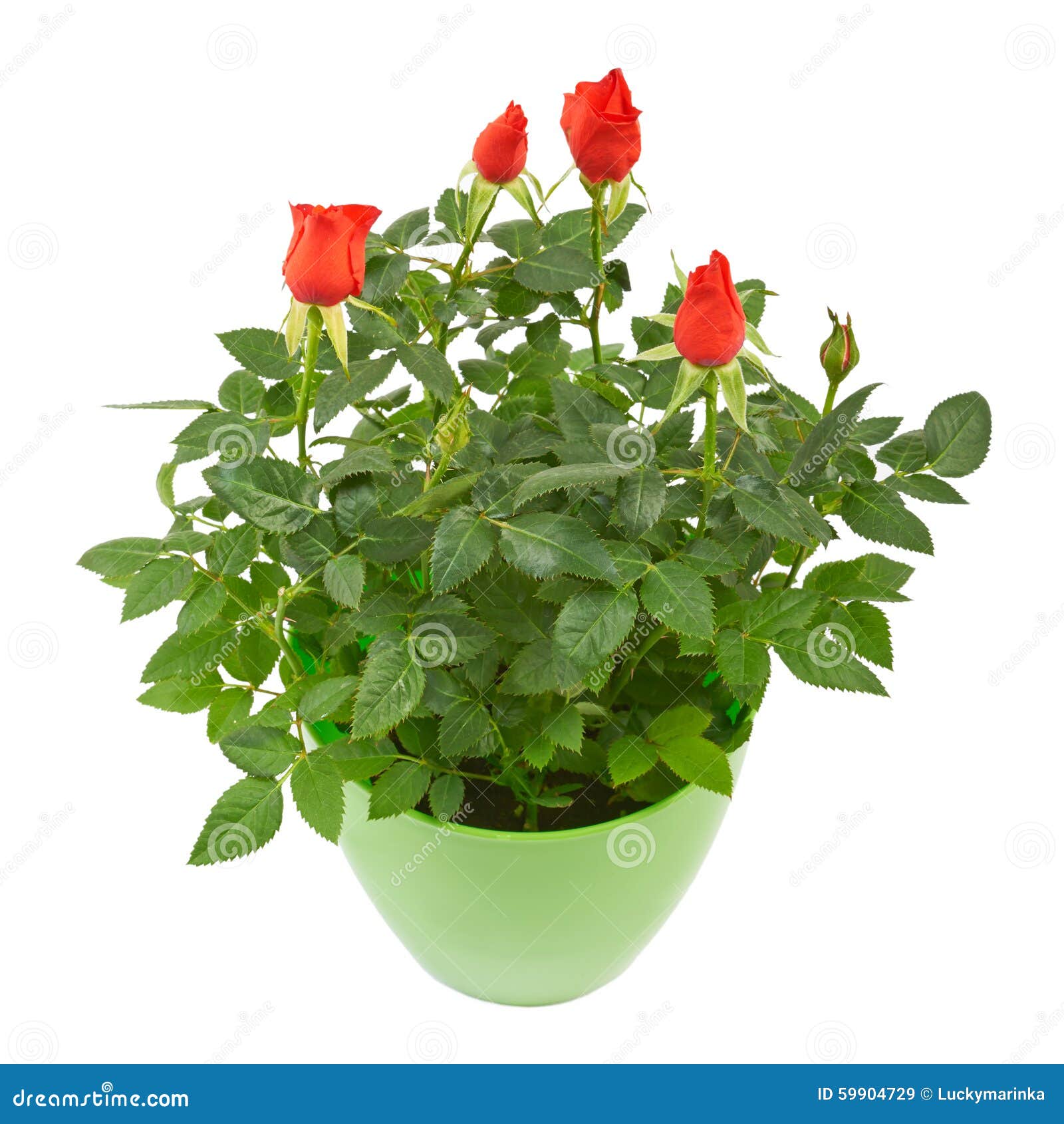 Red Rose Flowers in a Plastic Pot Stock Image - Image of climbing ...