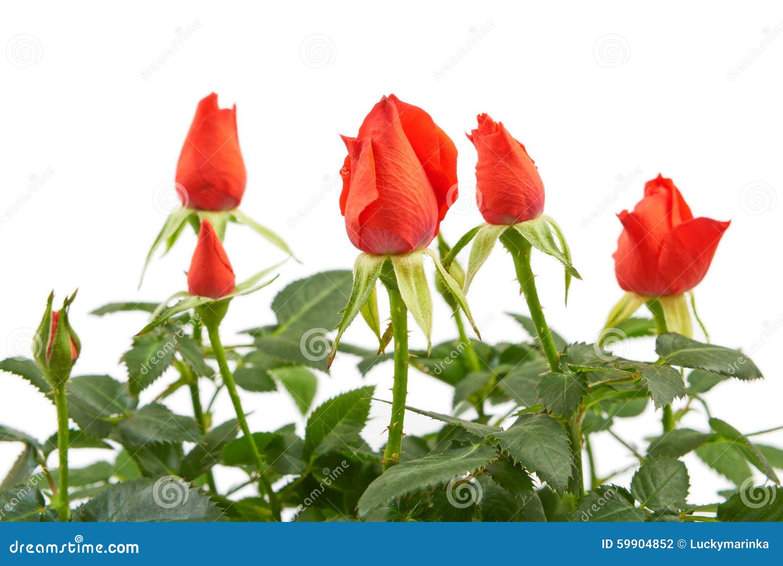 Red Rose Flowers in a Plastic Pot Stock Photo - Image of blooming ...