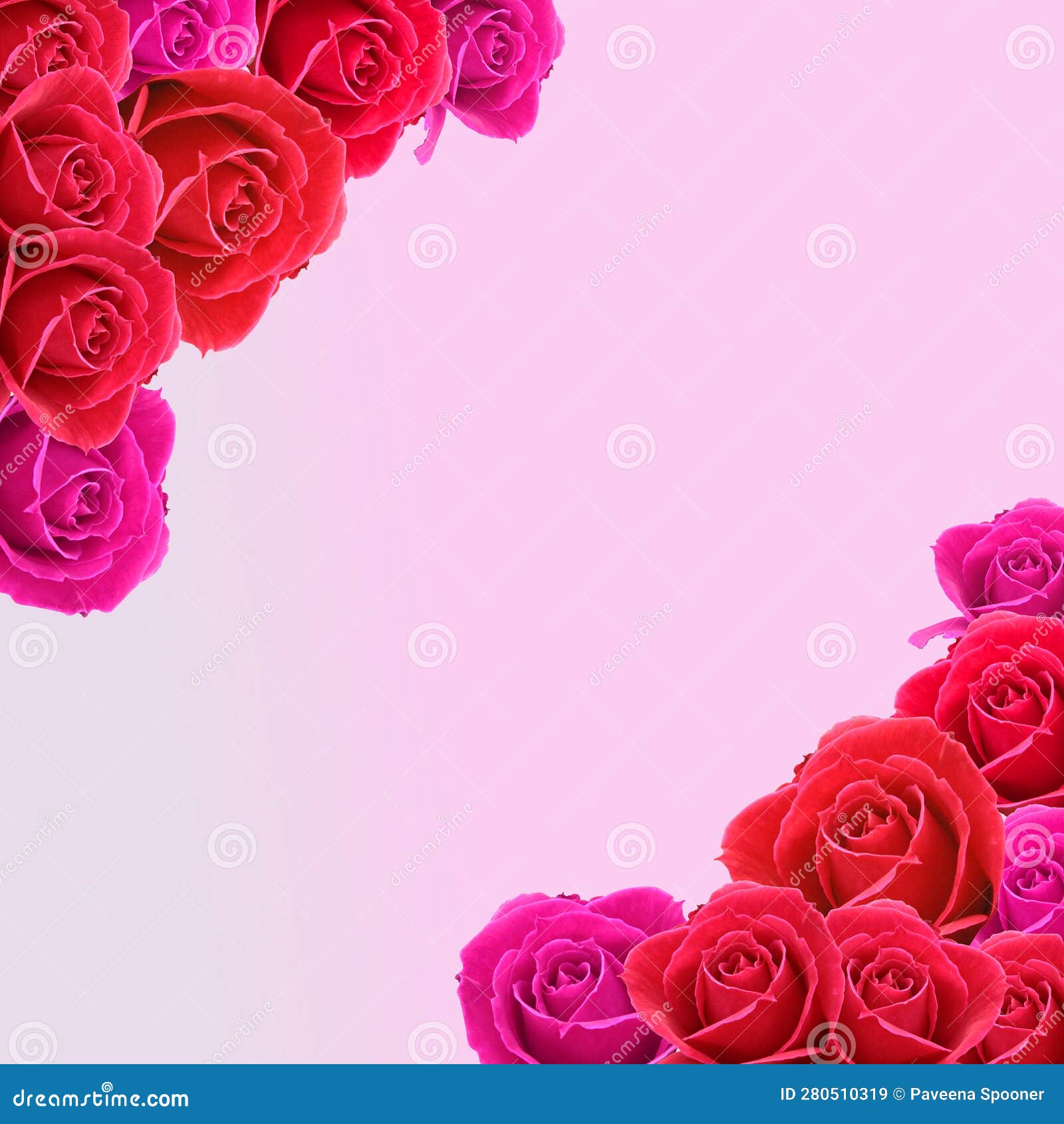 Red Rose Flowers Rose Isolated on White Background As Border Stock ...