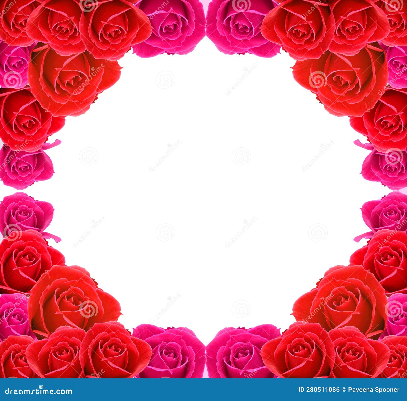 Red Rose Flowers Rose Isolated on White Background As Border Stock ...