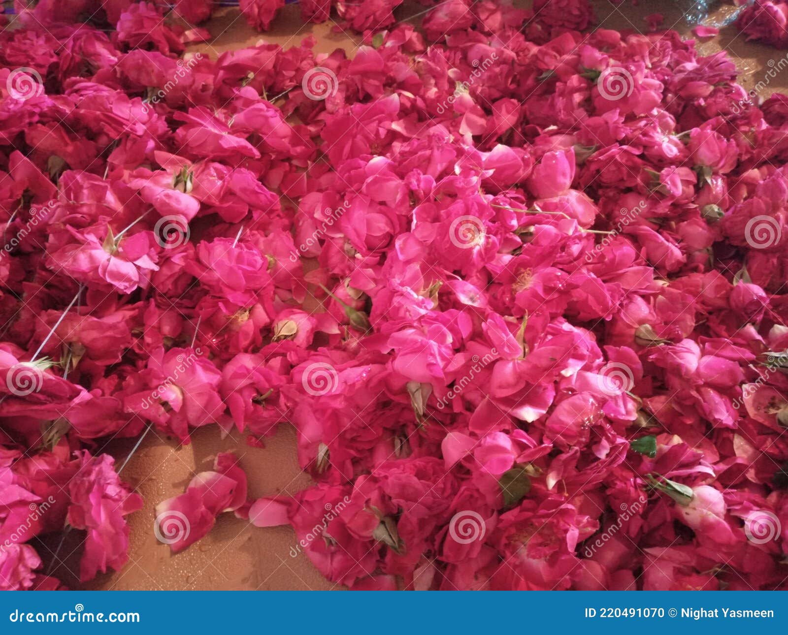 Red Rose Flowers Roses Gulab Stock Photo - Image of petal, tree: 220491070