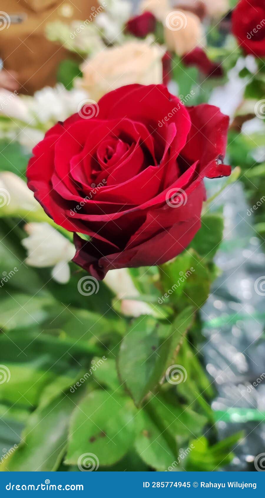 Red rose on focus camera stock image. Image of rose - 285774945