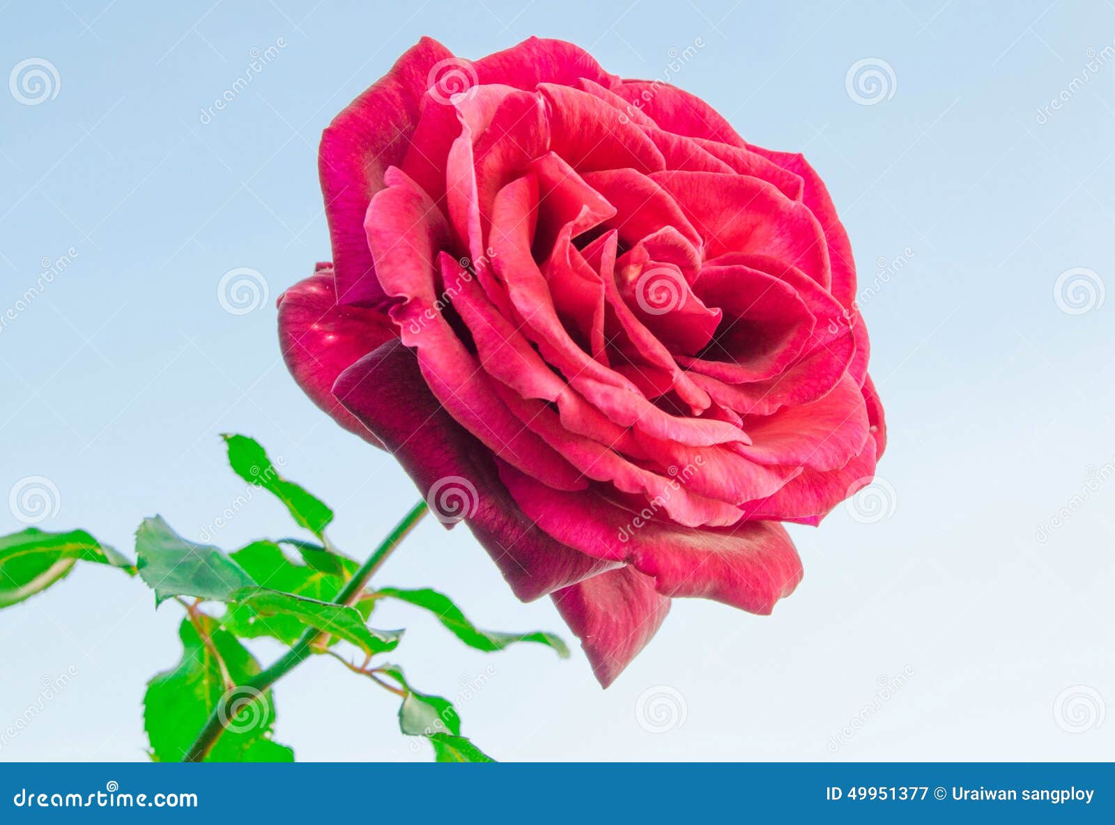 Red rose stock image. Image of flora, rose, nature, follower - 49951377
