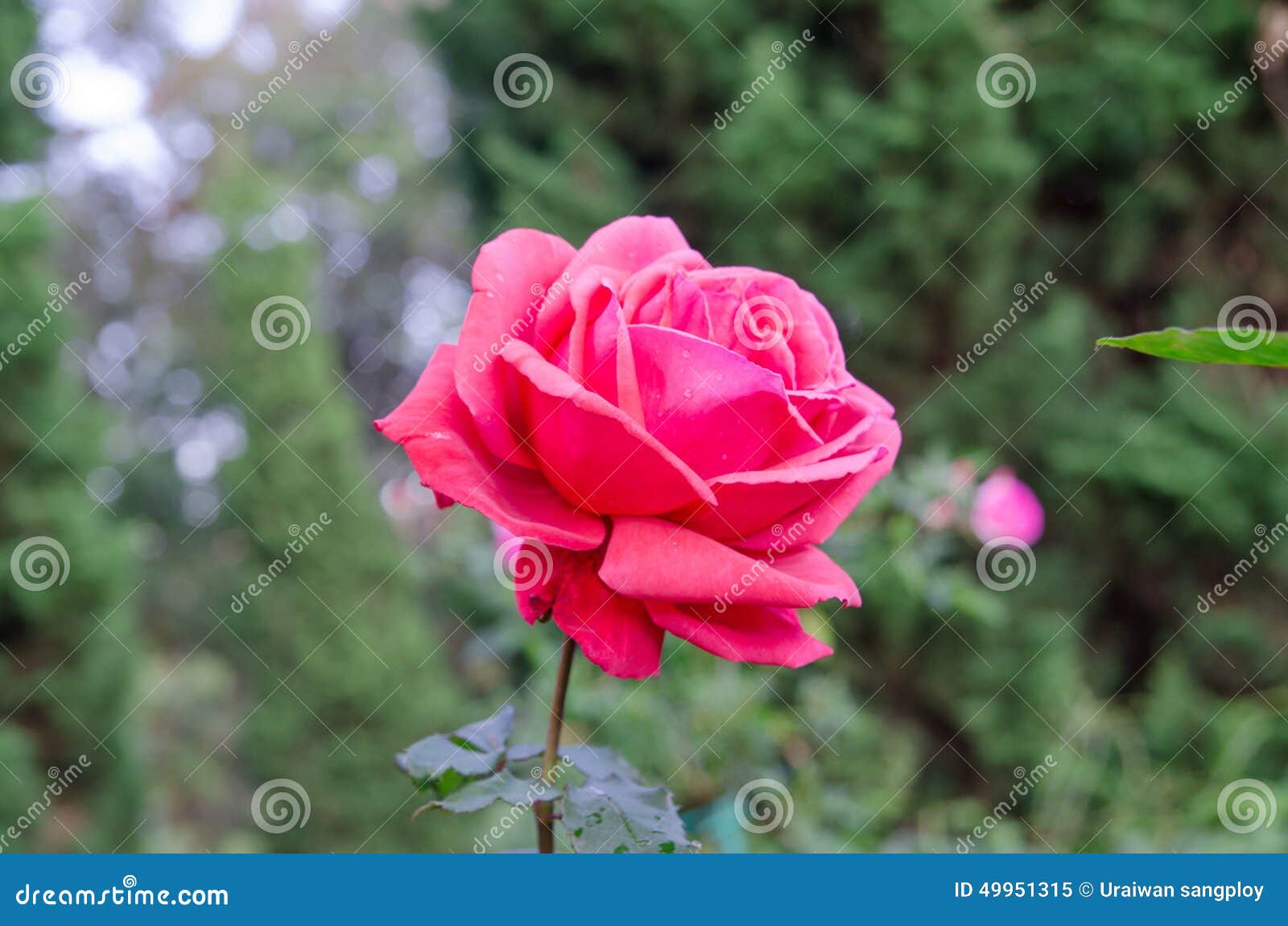 Red rose stock image. Image of love, follower, redrose - 49951315