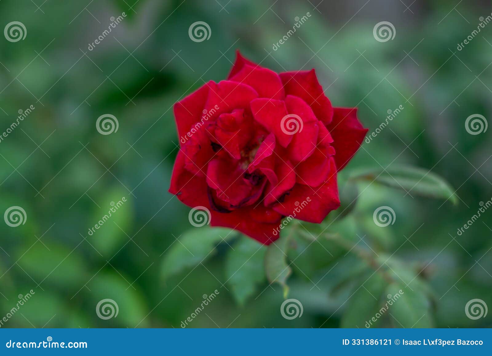 A Red Rose in the Foreground with Bokeh Effect Background Stock Image ...
