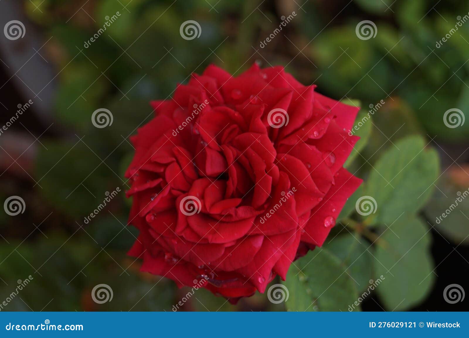 Red Rose in Front of a Green Bush with Water Drops Stock Image - Image ...