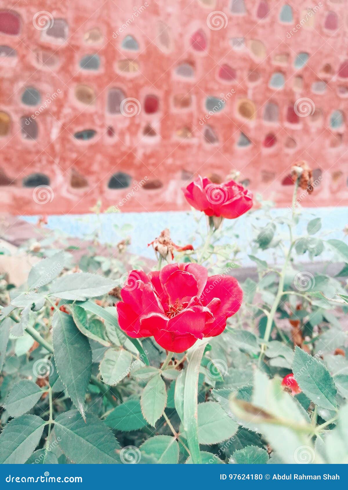 Red Rose stock photo. Image of pink, rose, mosaic, front - 97624180