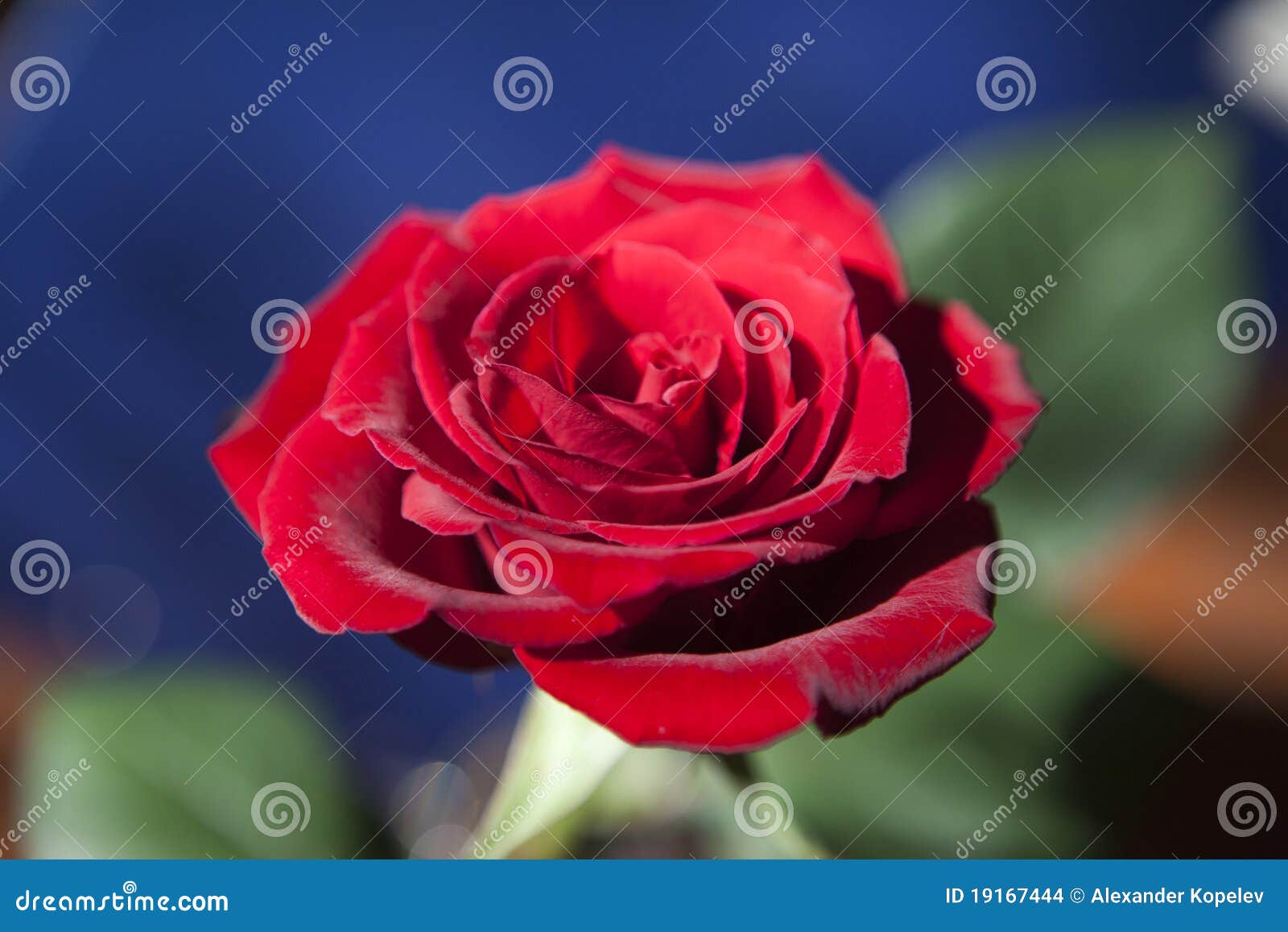 Red rose Front View stock photo. Image of coffee, rose - 19167444