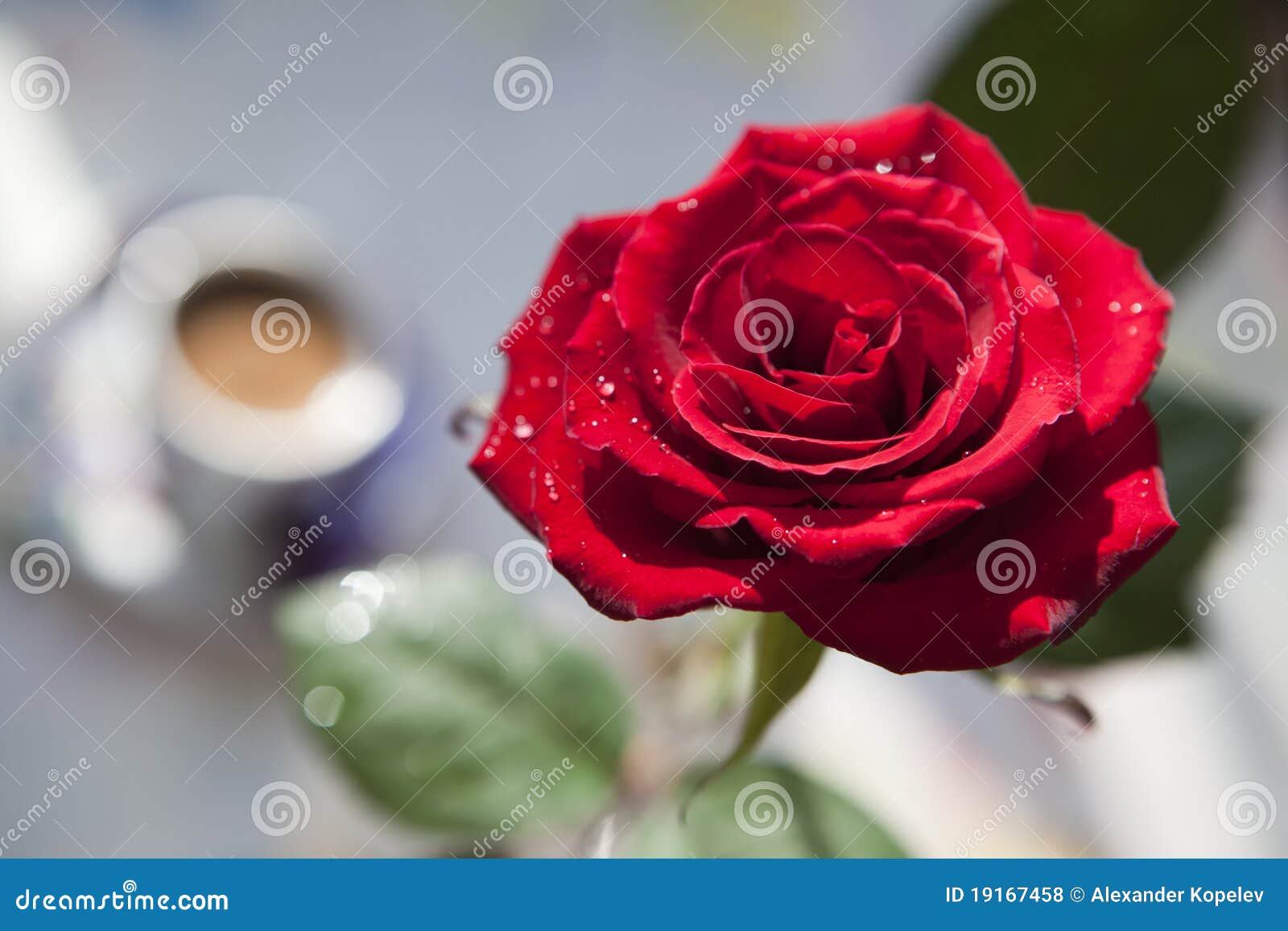 Red rose Front View stock photo. Image of morning, beams - 19167458