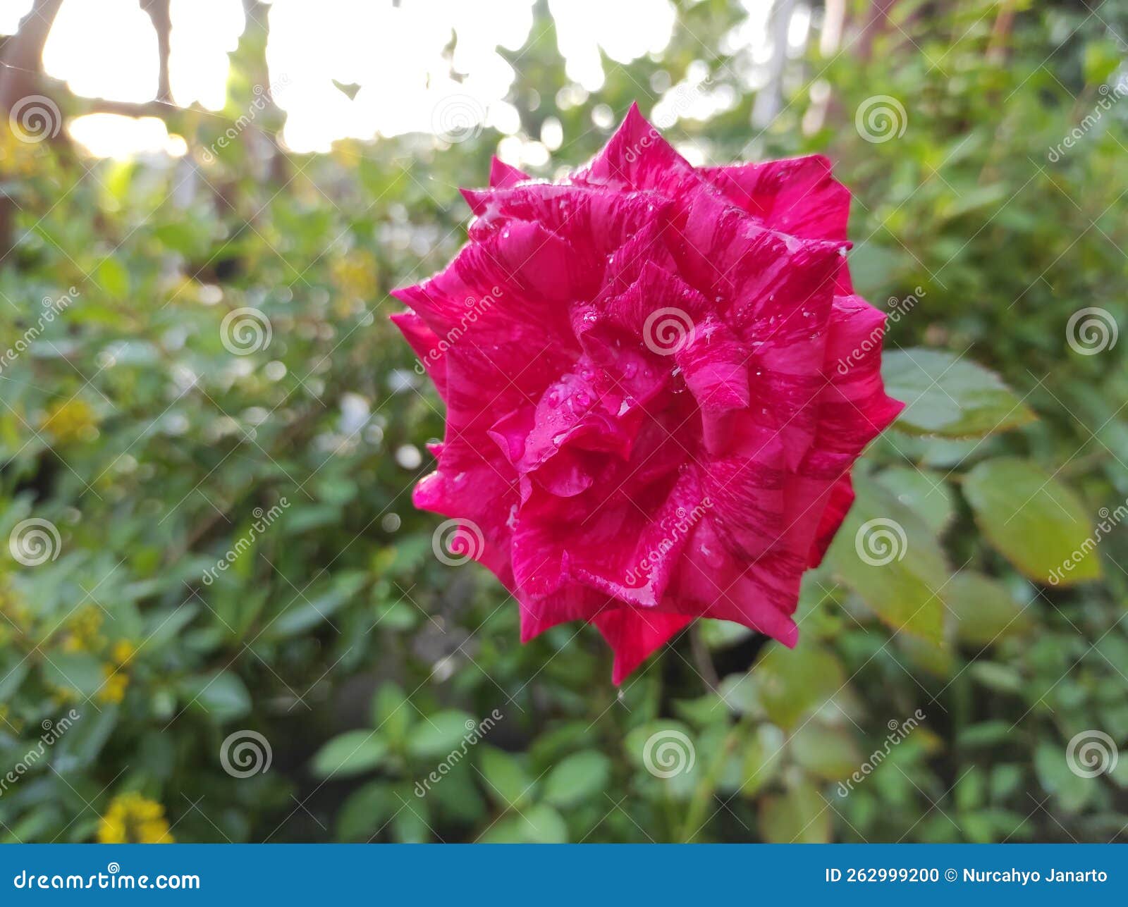 Red rose on the front yard stock photo. Image of peony - 262999200