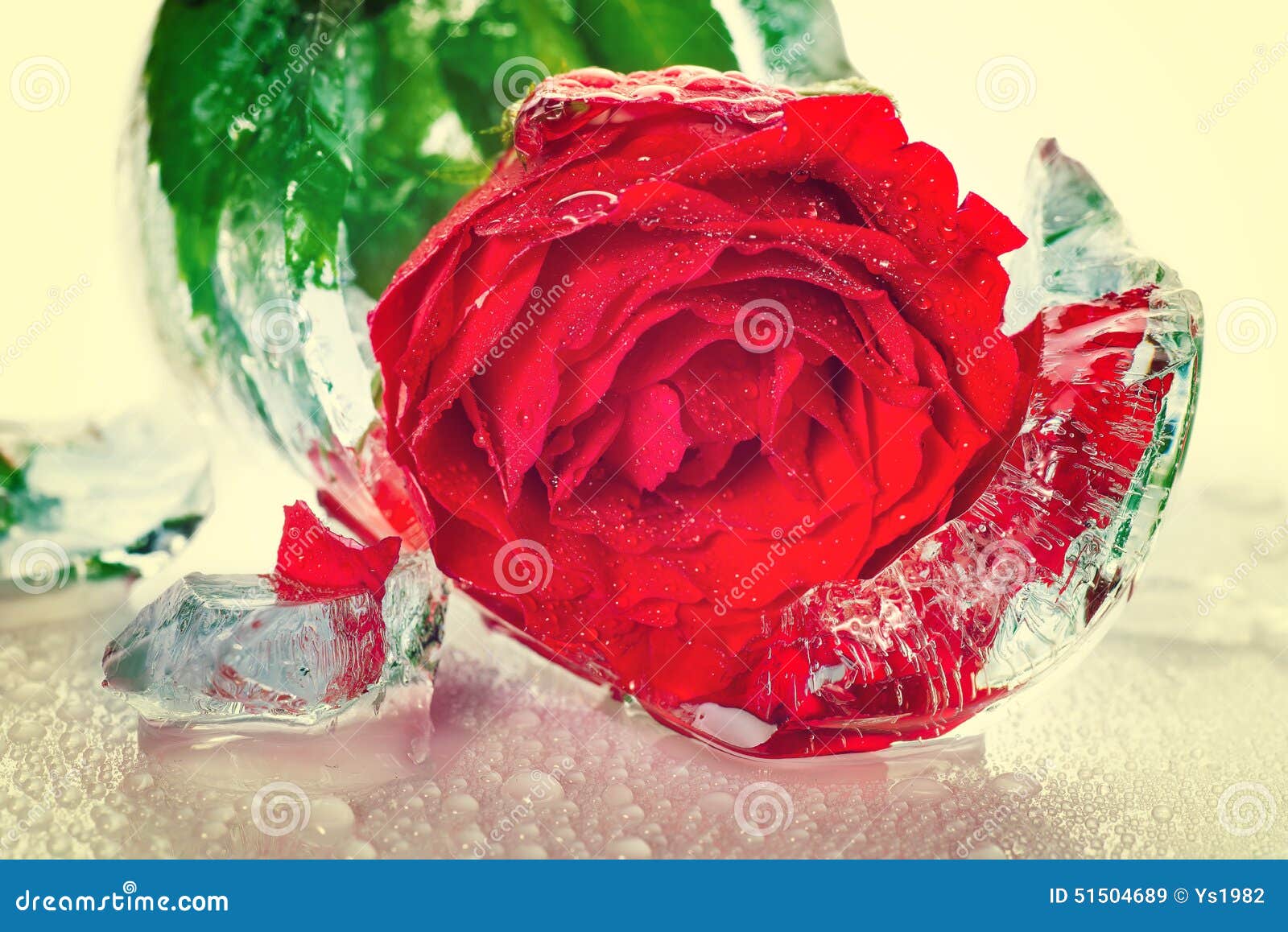 Red rose frozen in an ice stock image. Image of single - 51504689