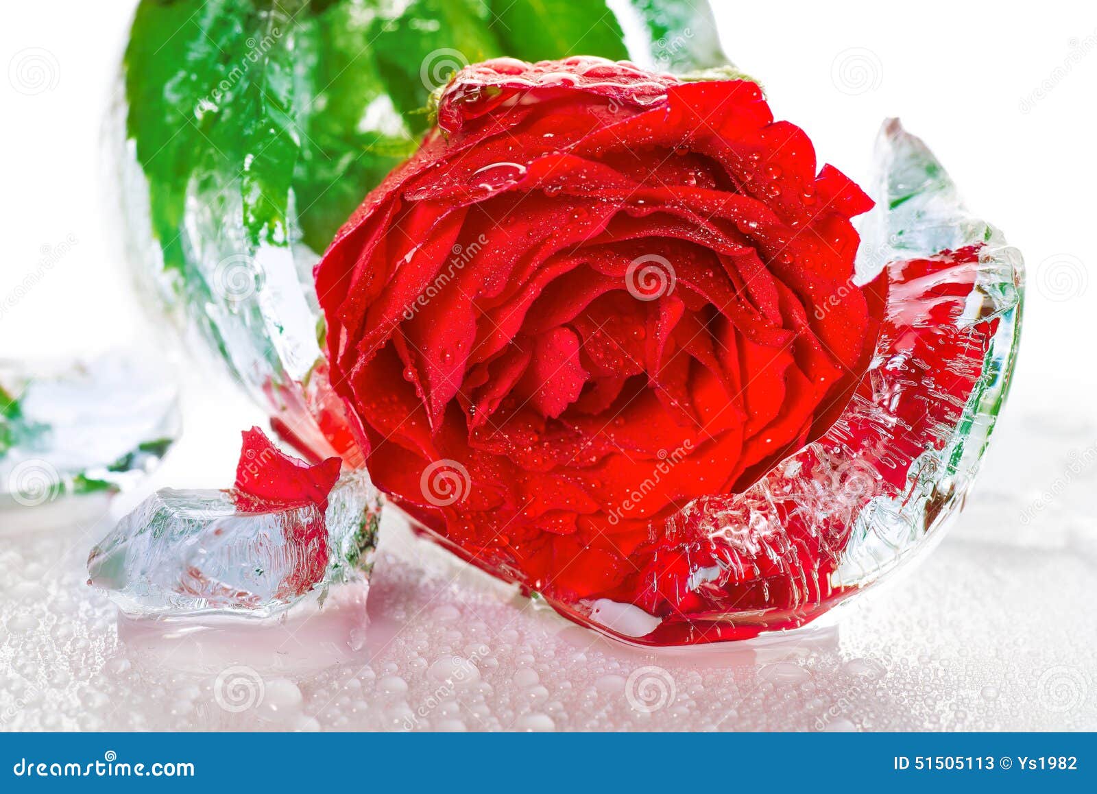 Red rose frozen in an ice stock image. Image of decoration - 51505113