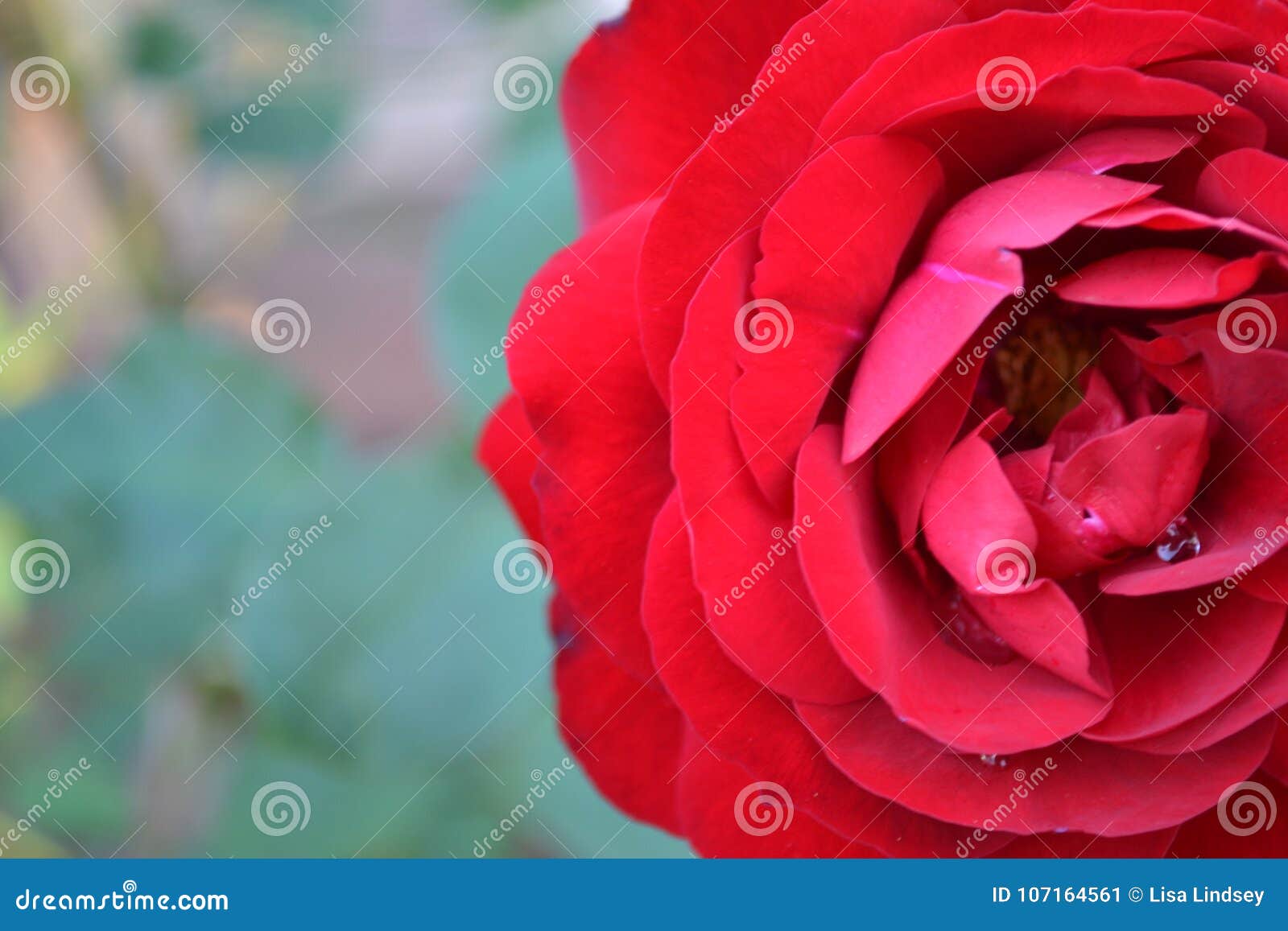 Red Rose in full bloom stock image. Image of flora, melbourne - 107164561