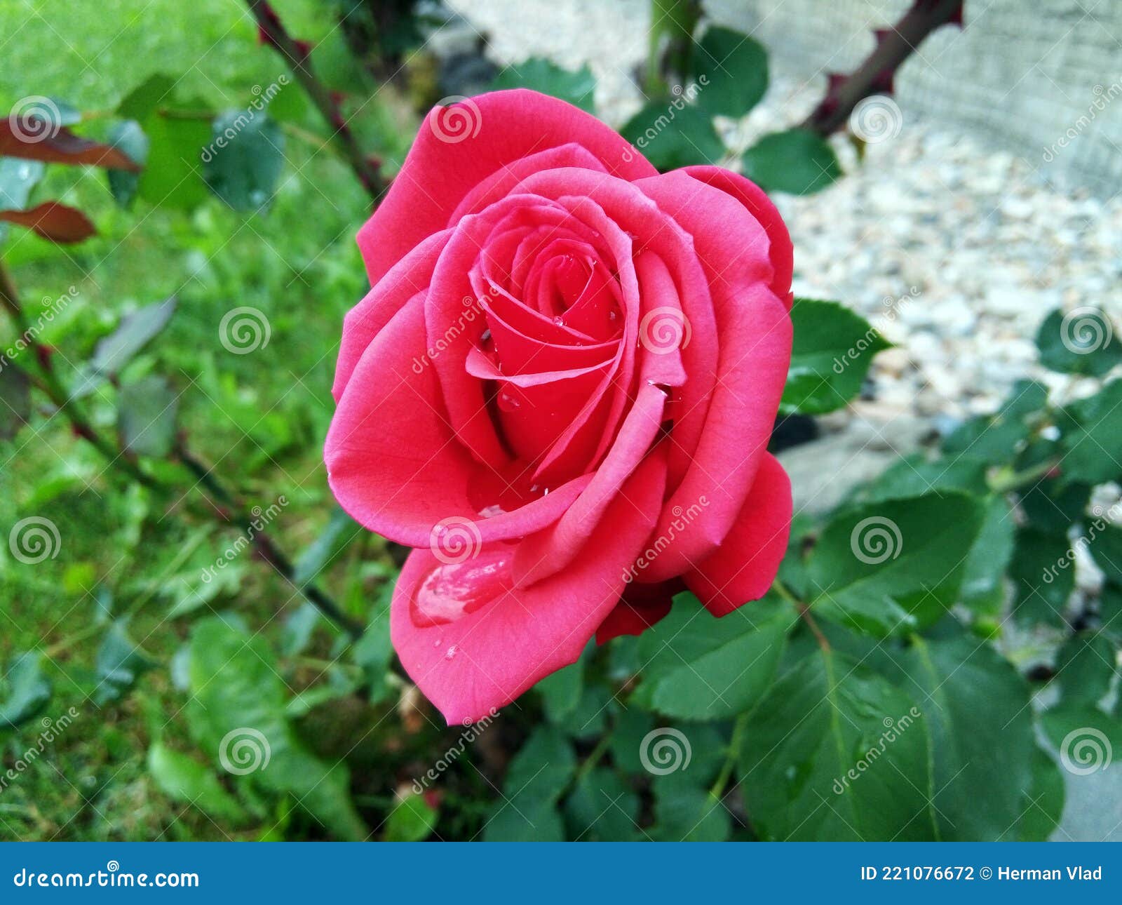 Red rose in the garden stock photo. Image of natural - 221076672