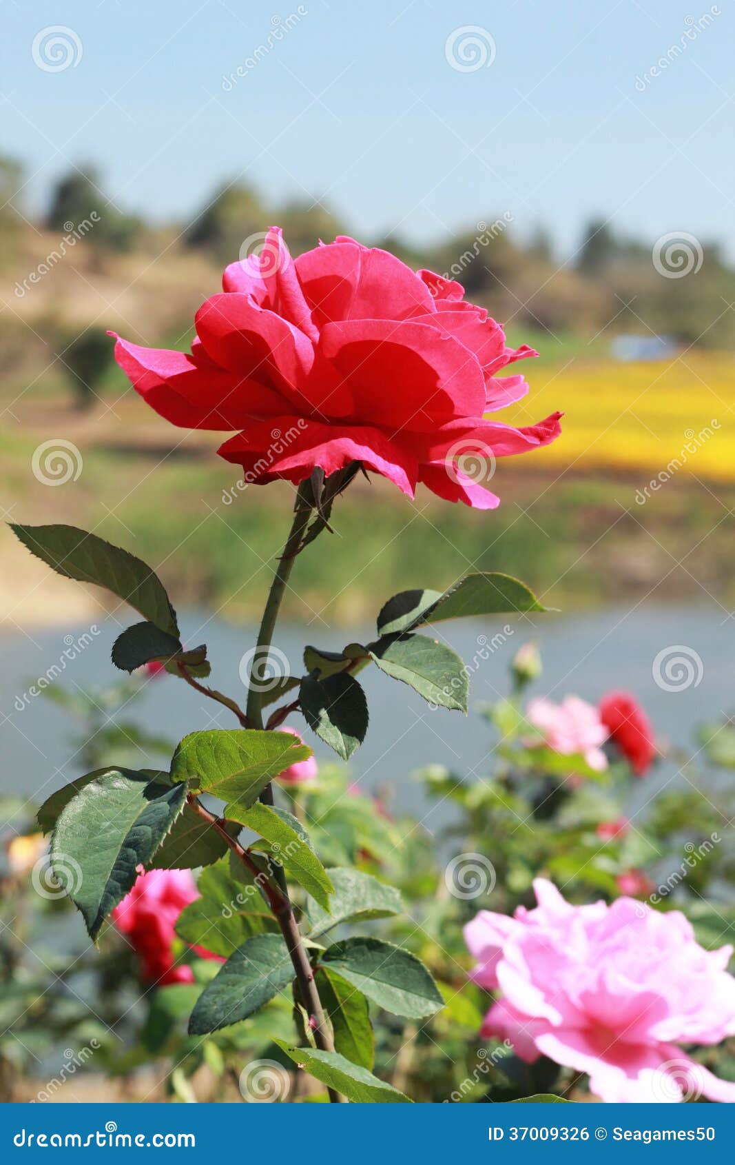 Red rose in the garden stock photo. Image of love, group - 37009326