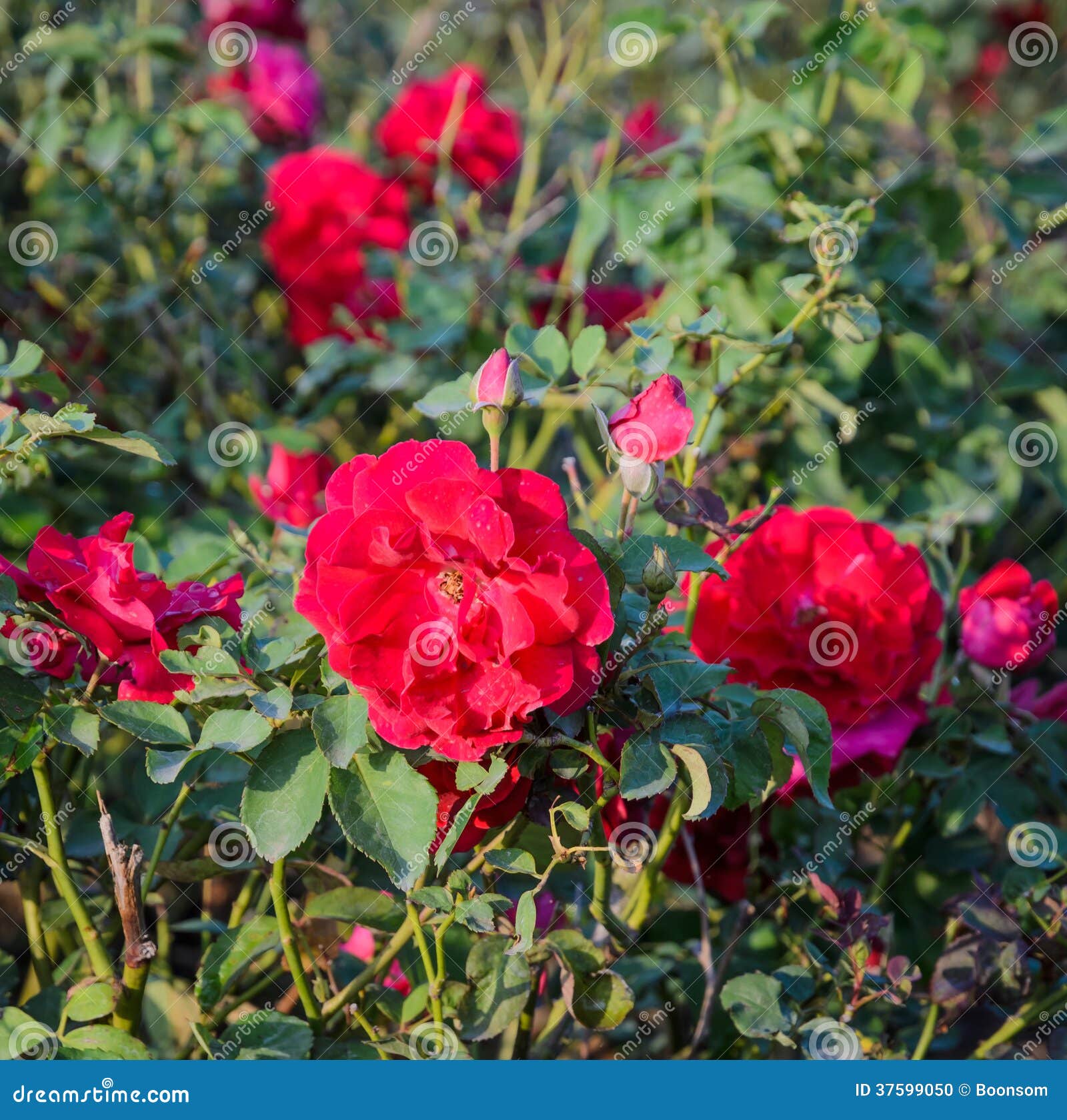 Red rose garden stock photo. Image of leaf, nature, spring - 37599050