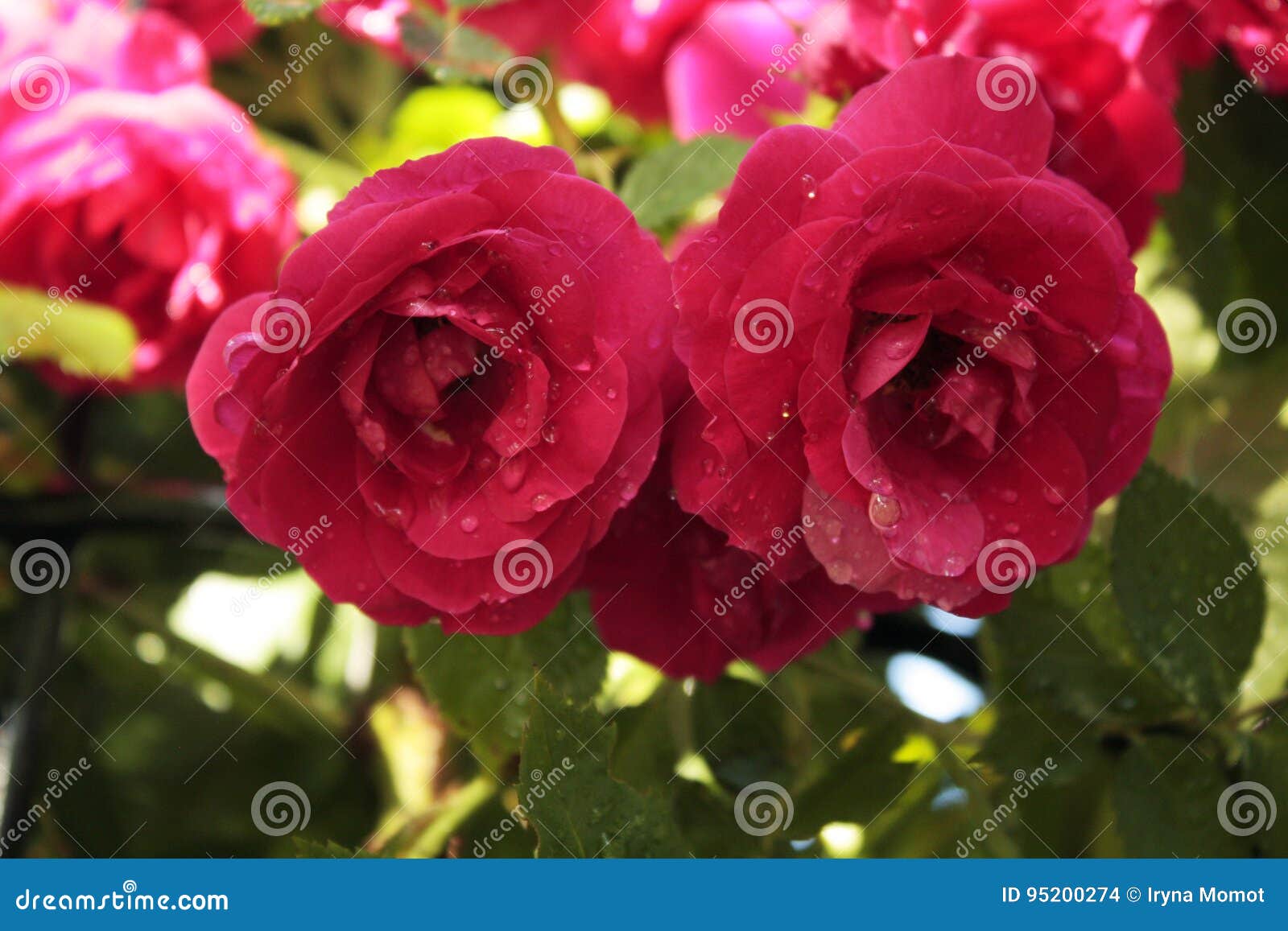 Red rose stock photo. Image of spring, water, blossom - 95200274