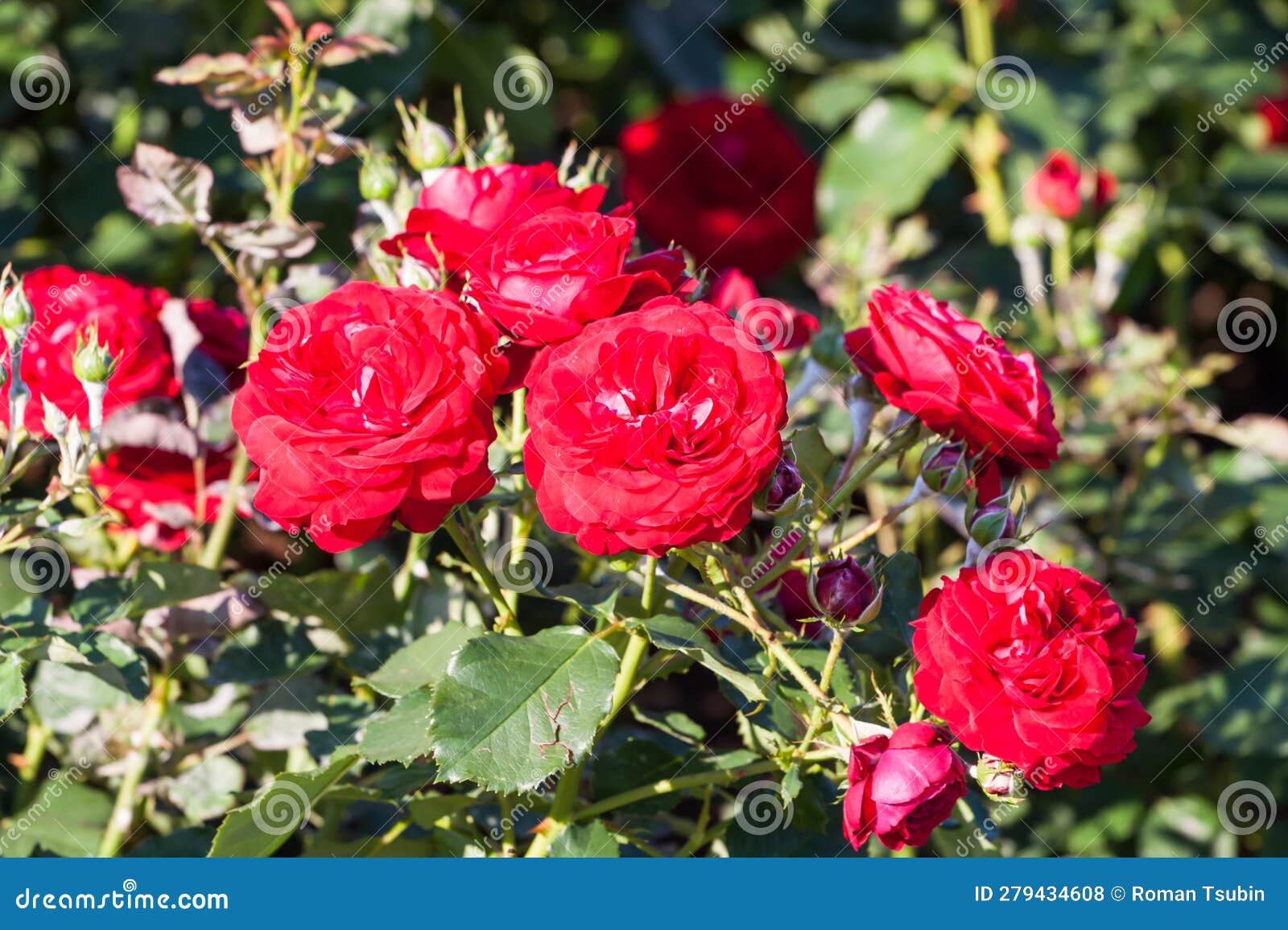 Red Rose in the Garden stock photo. Image of celebration - 279434608