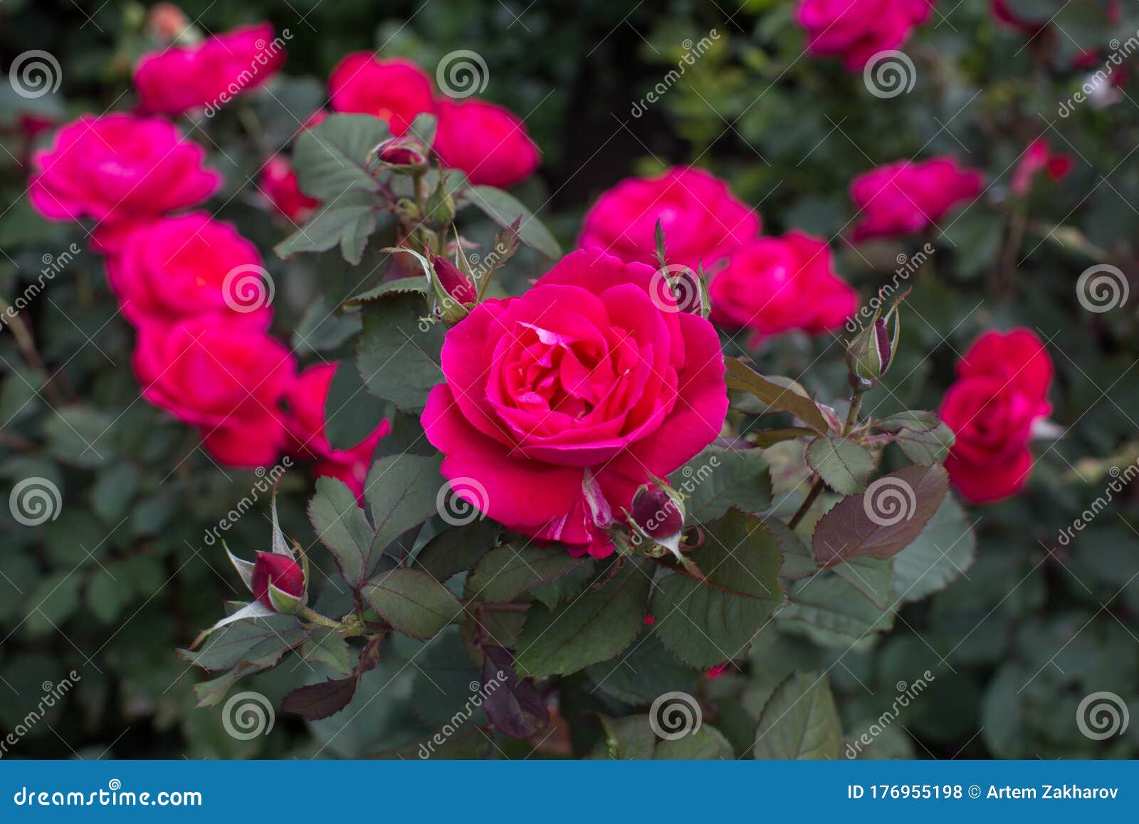Red Rose in the Garden on a Bush. Stock Photo - Image of botanic ...