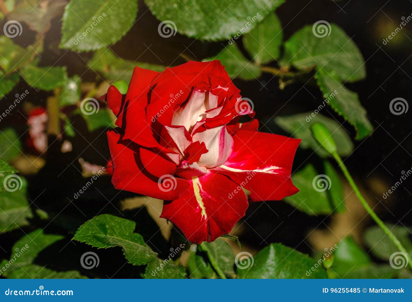 Red Rose in a Garden Close Up. Stock Image - Image of pink, nature ...