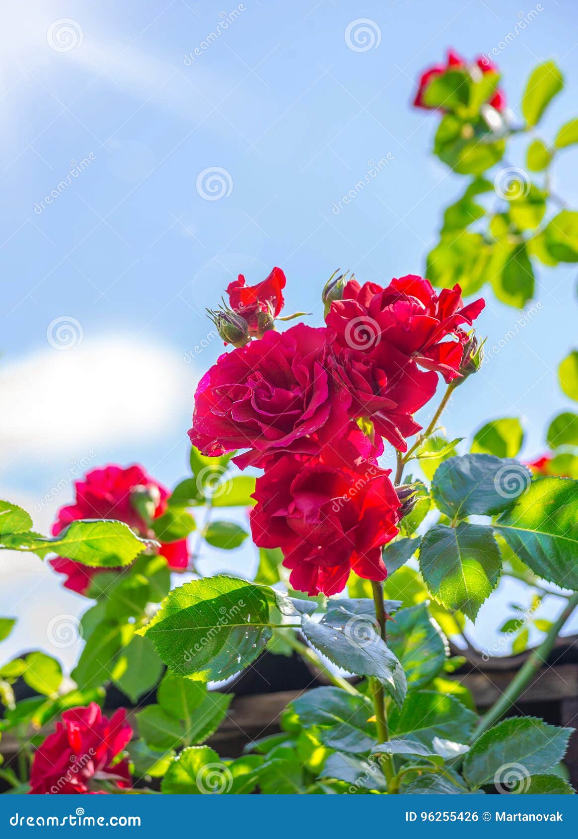 Red Rose in a Garden Close Up. Stock Photo - Image of bright, colorful ...