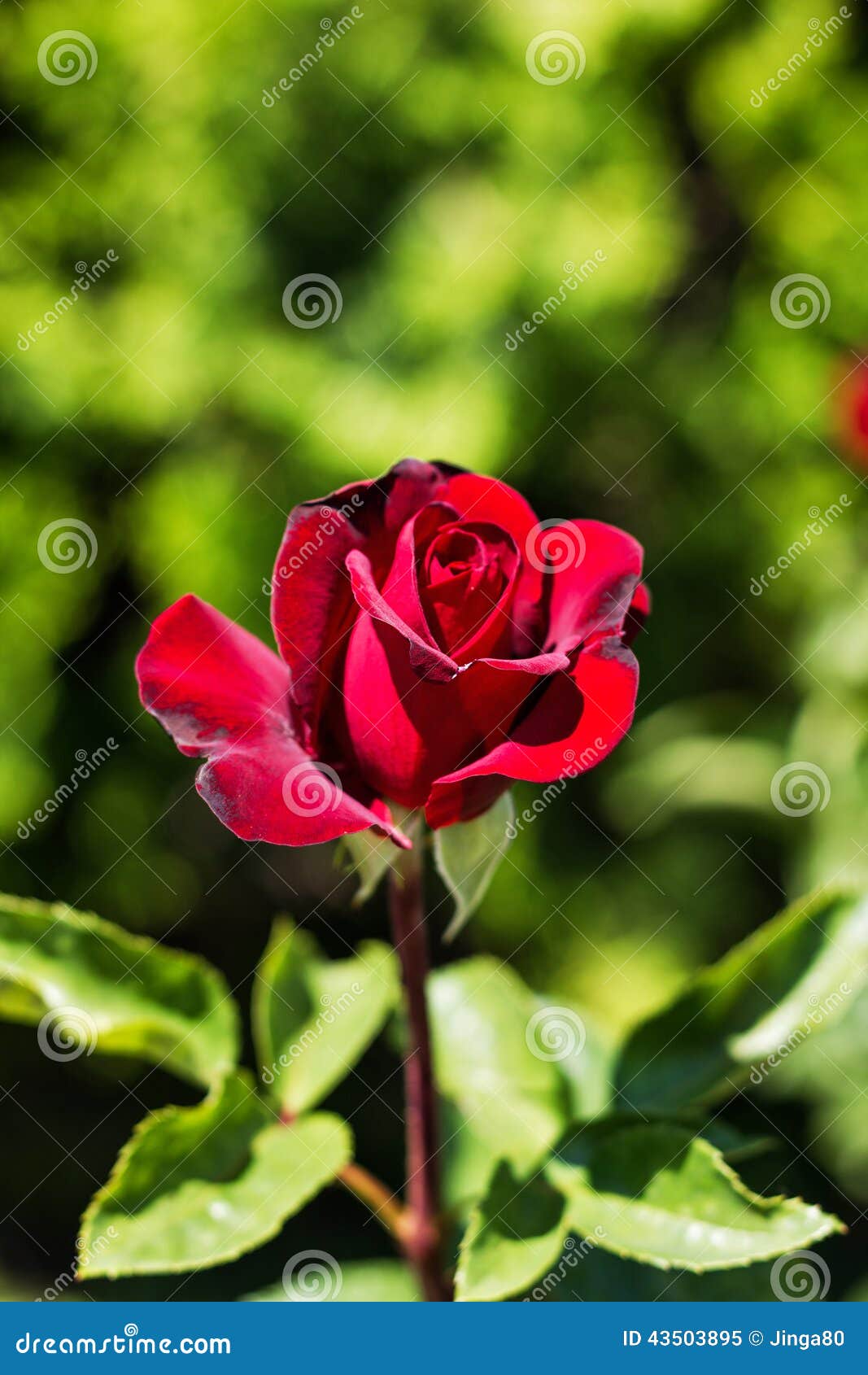 Red rose in the garden stock image. Image of aroma, flora - 43503895