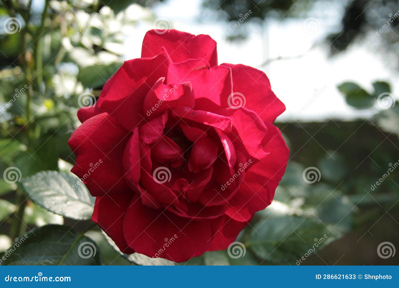 Red Rose in the Garden Deep Red Colored Stock Image - Image of ...