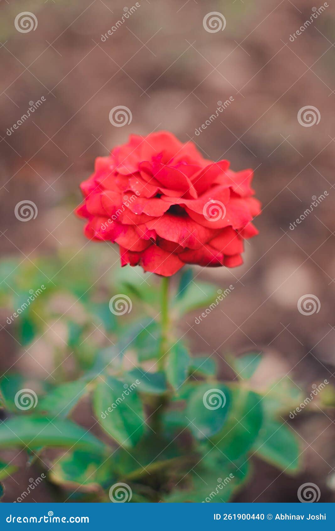 Red Rose in Garden - Fully Bloomed Red Rose Stock Photo - Image of ...