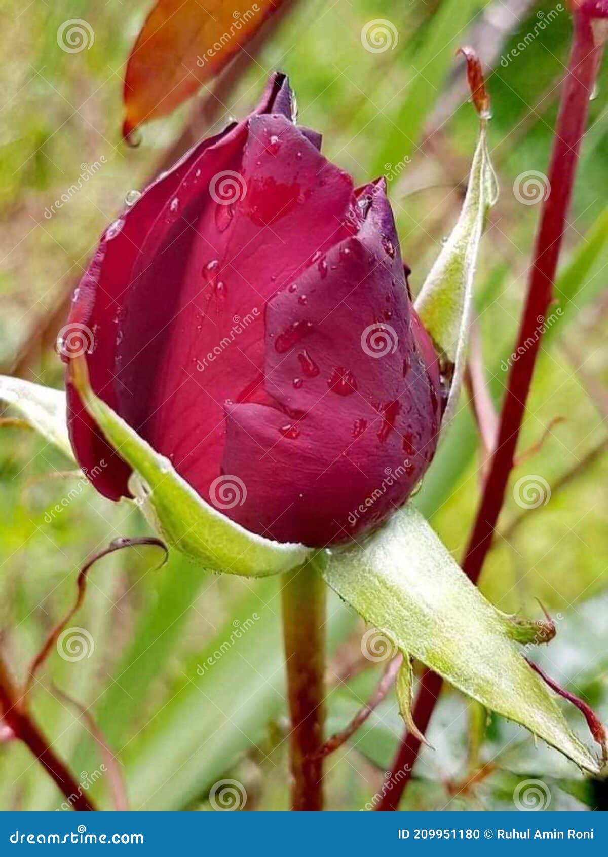 Red Rose in the Garden Half Open Stock Photo - Image of green, garden ...