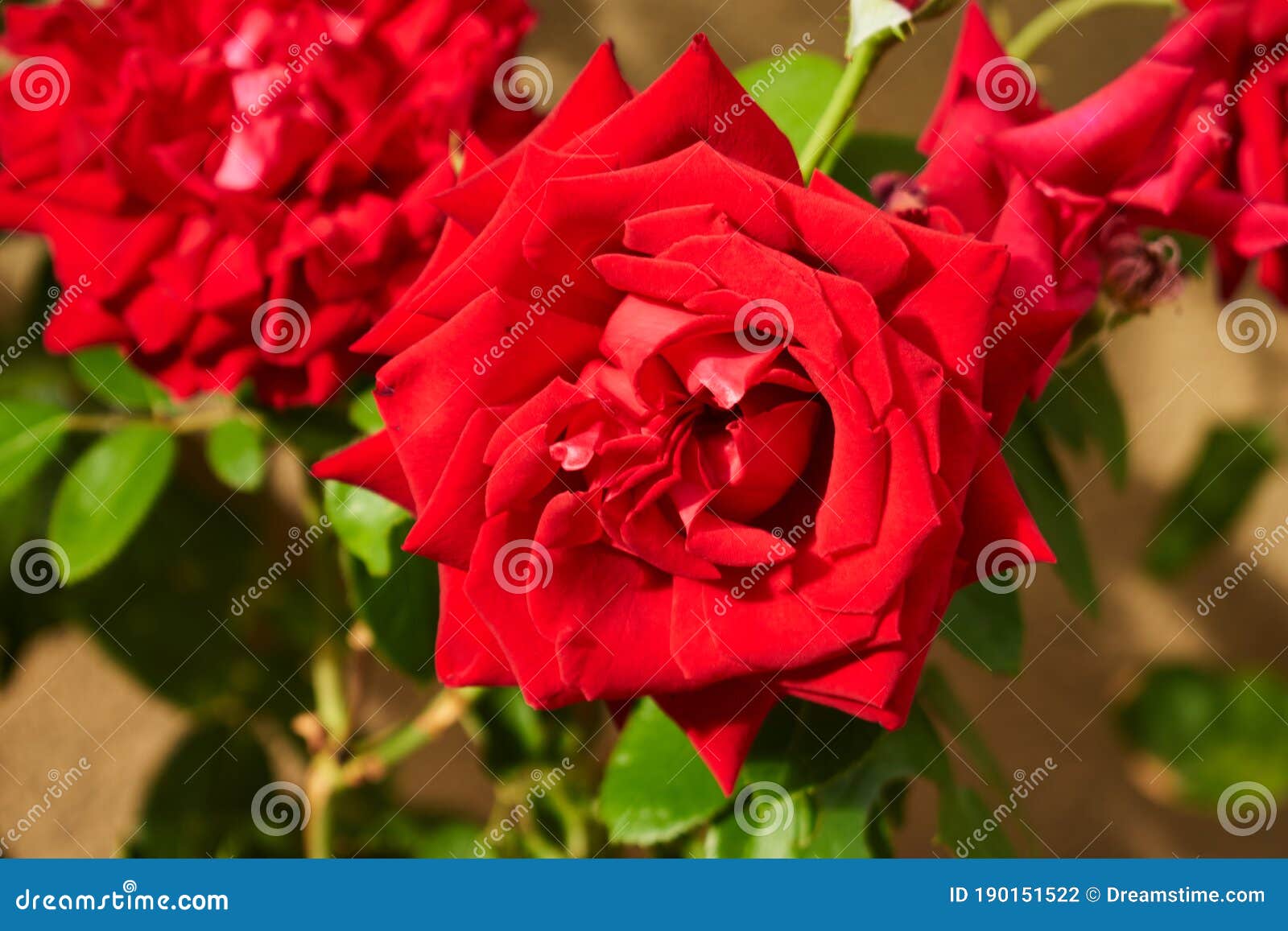 Red rose in the garden stock photo. Image of garden - 190151522