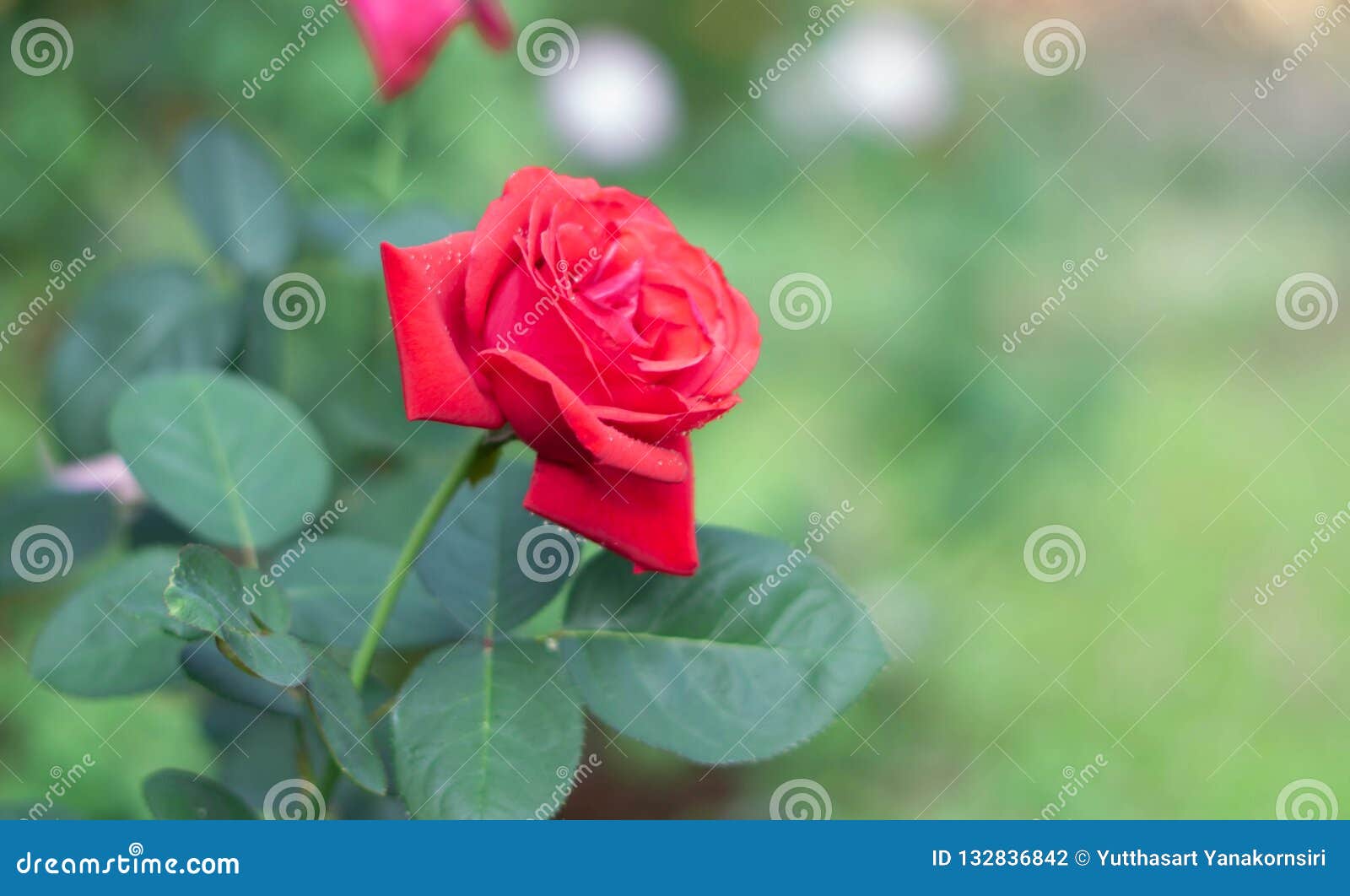 Red rose in the garden stock photo. Image of rose, rosebush - 132836842