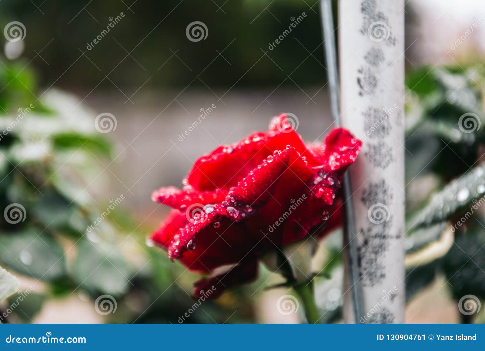 Red Rose with raindrops stock image. Image of botany - 130904761