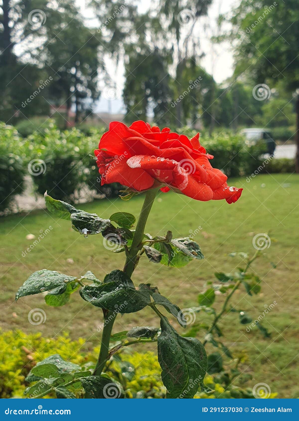 Red Rose in the Garden, Rose and Rain Stock Photo - Image of nature ...