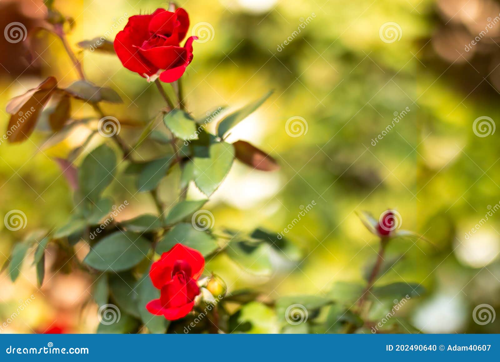 Red Rose in the Garden stock photo. Image of roses, dream - 202490640