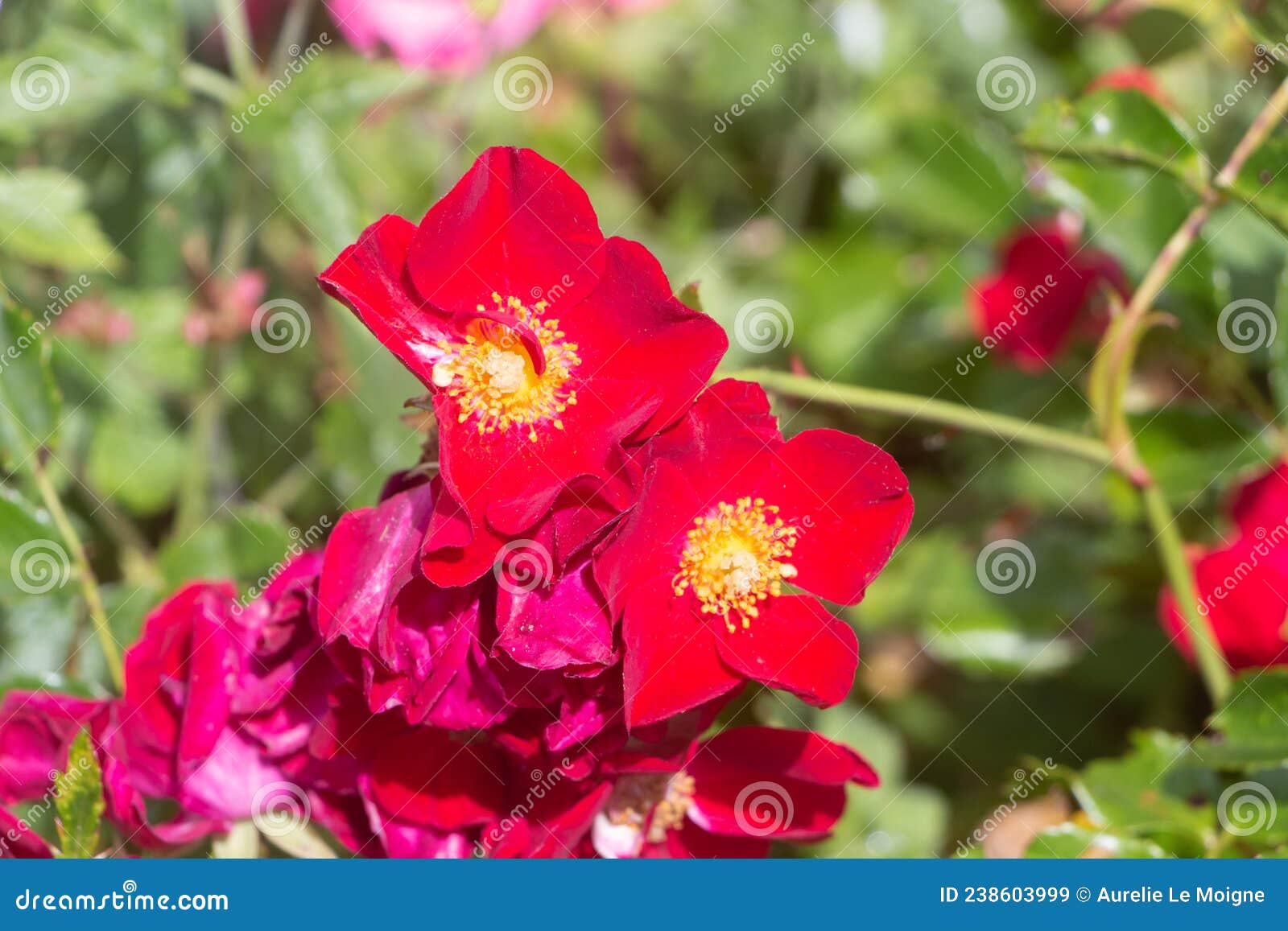 Red rose in a garden stock image. Image of floral, plant - 238603999