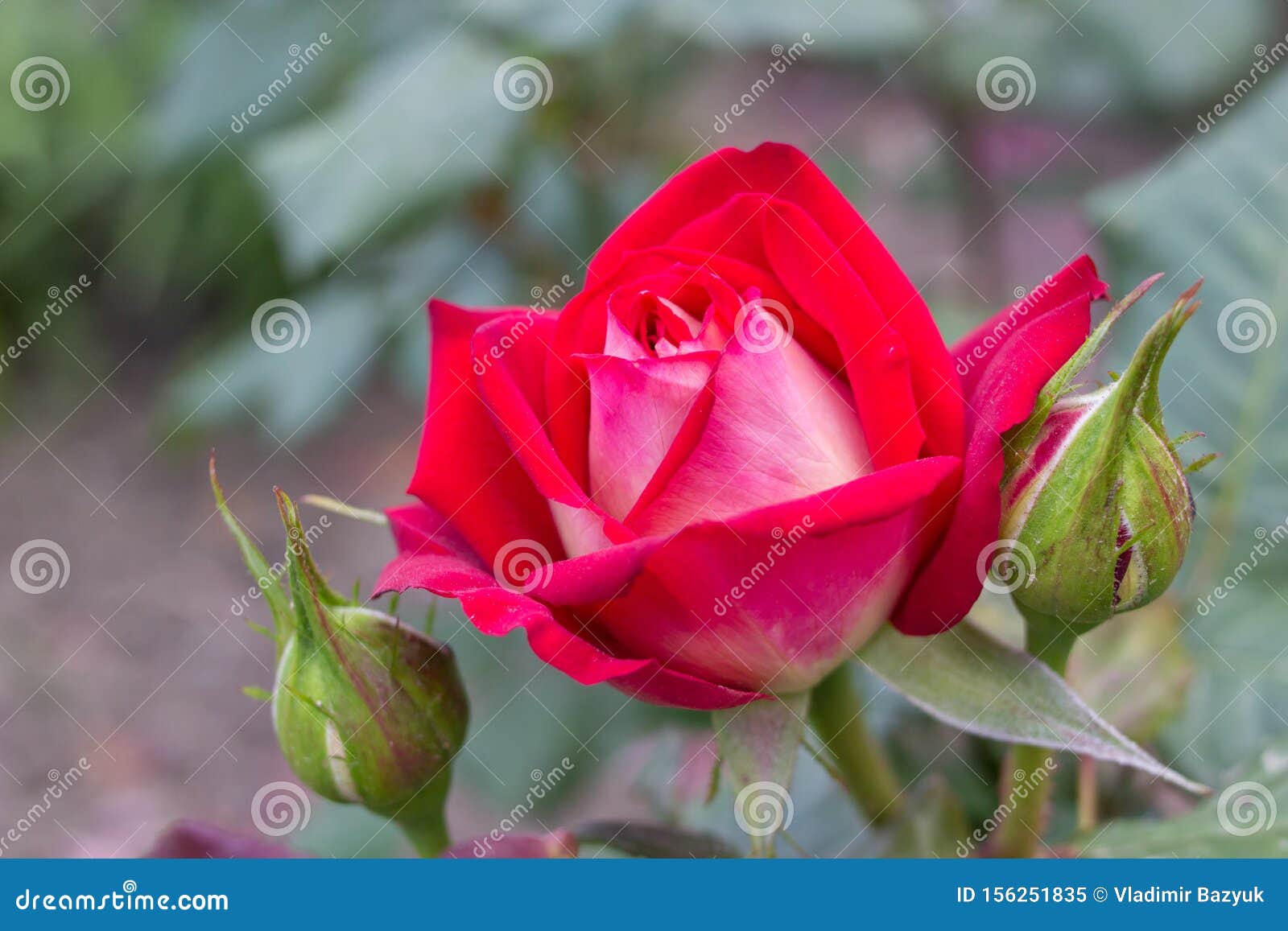 Red Rose in the Garden,spring Bloomed Red Rose in the Garden Stock ...