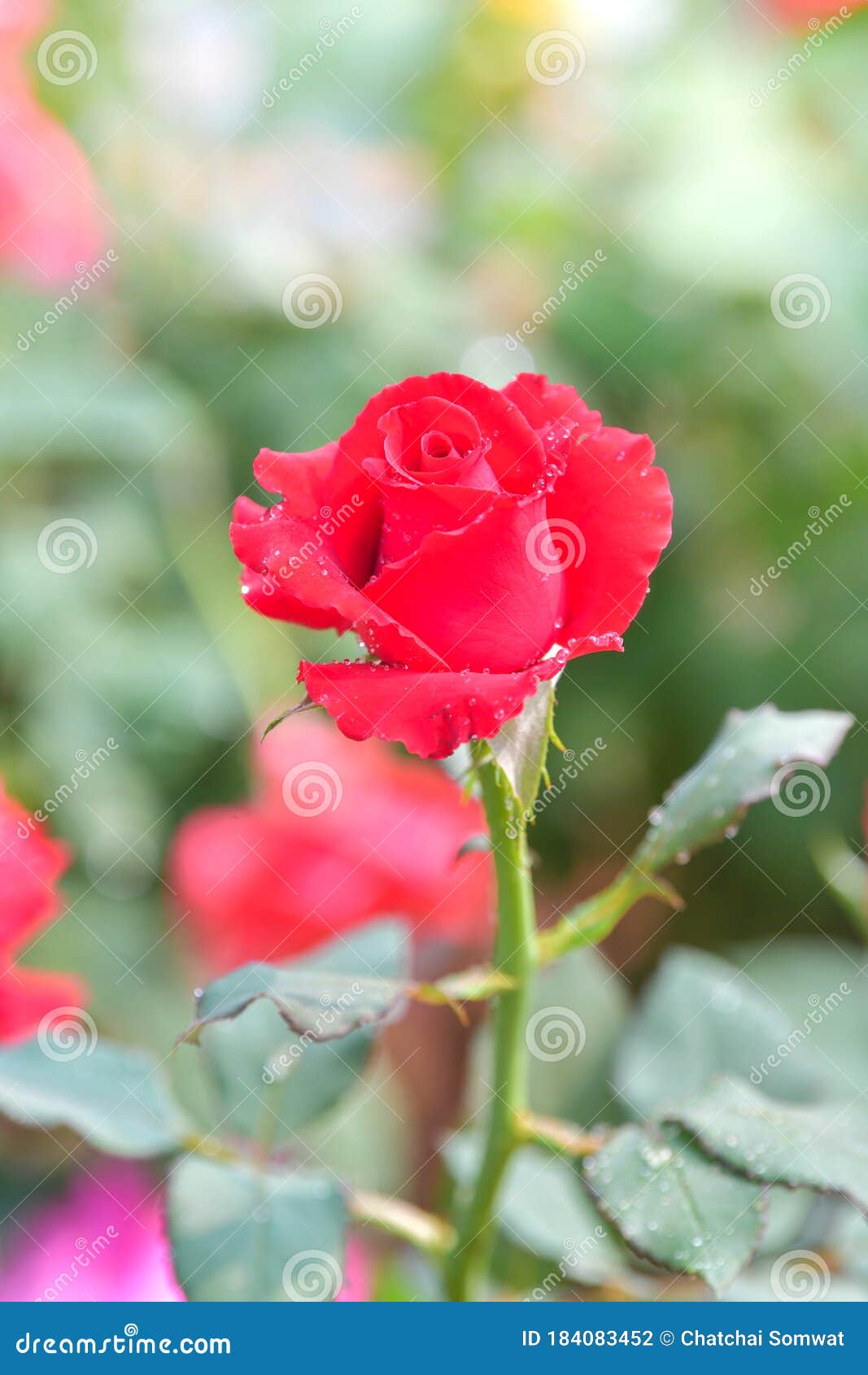 Red Rose in garden. stock photo. Image of blooming, crop - 184083452