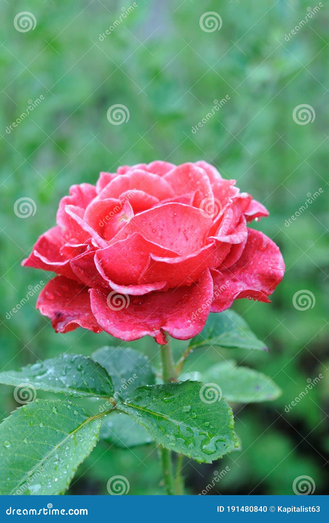 Red Rose in the Garden in Summer Stock Photo - Image of colour, season ...