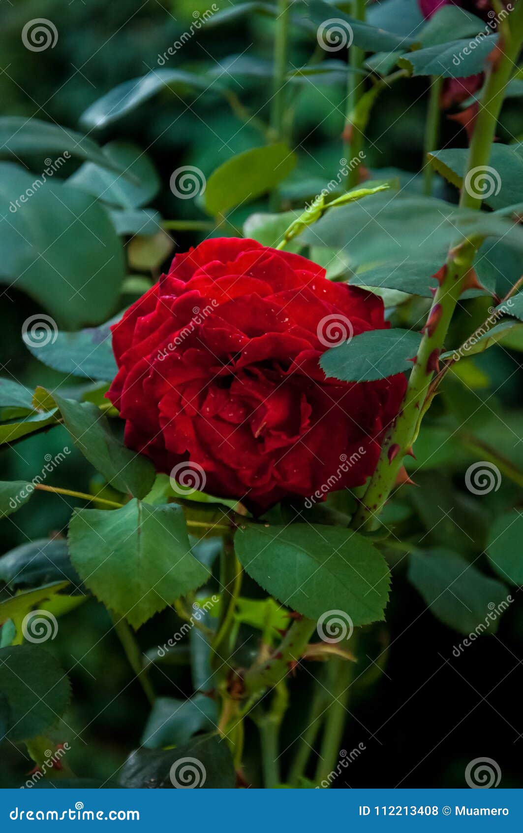 Red rose in the garden stock photo. Image of bush, colorful - 112213408