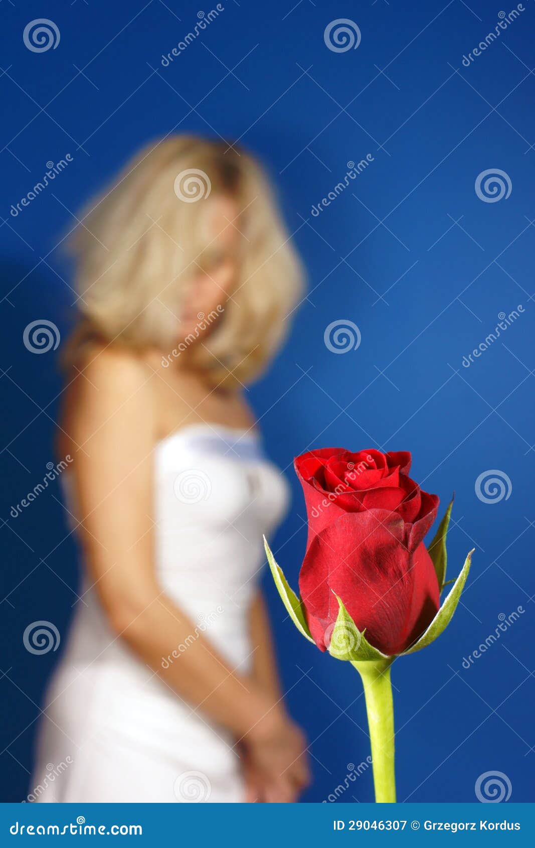 Red rose for a girl stock image. Image of plant, background - 29046307