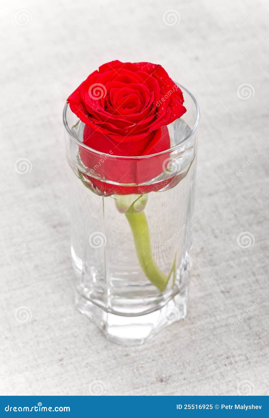 Red Rose in Glass stock image. Image of beauty, love - 25516925