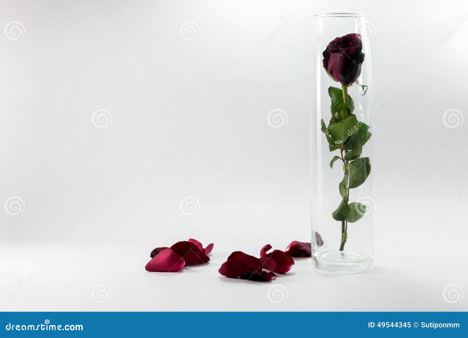 Red Rose in glass stock image. Image of delicate, elegant - 49544345