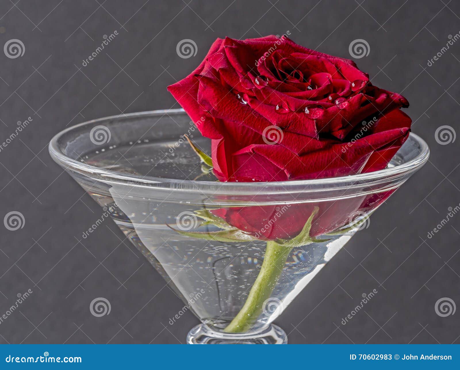 Red rose in glass stock image. Image of plant, stem, bloon - 70602983