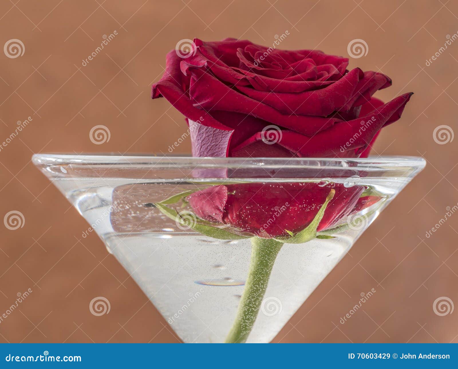 Red rose in glass stock image. Image of stem, petal, floristry - 70603429