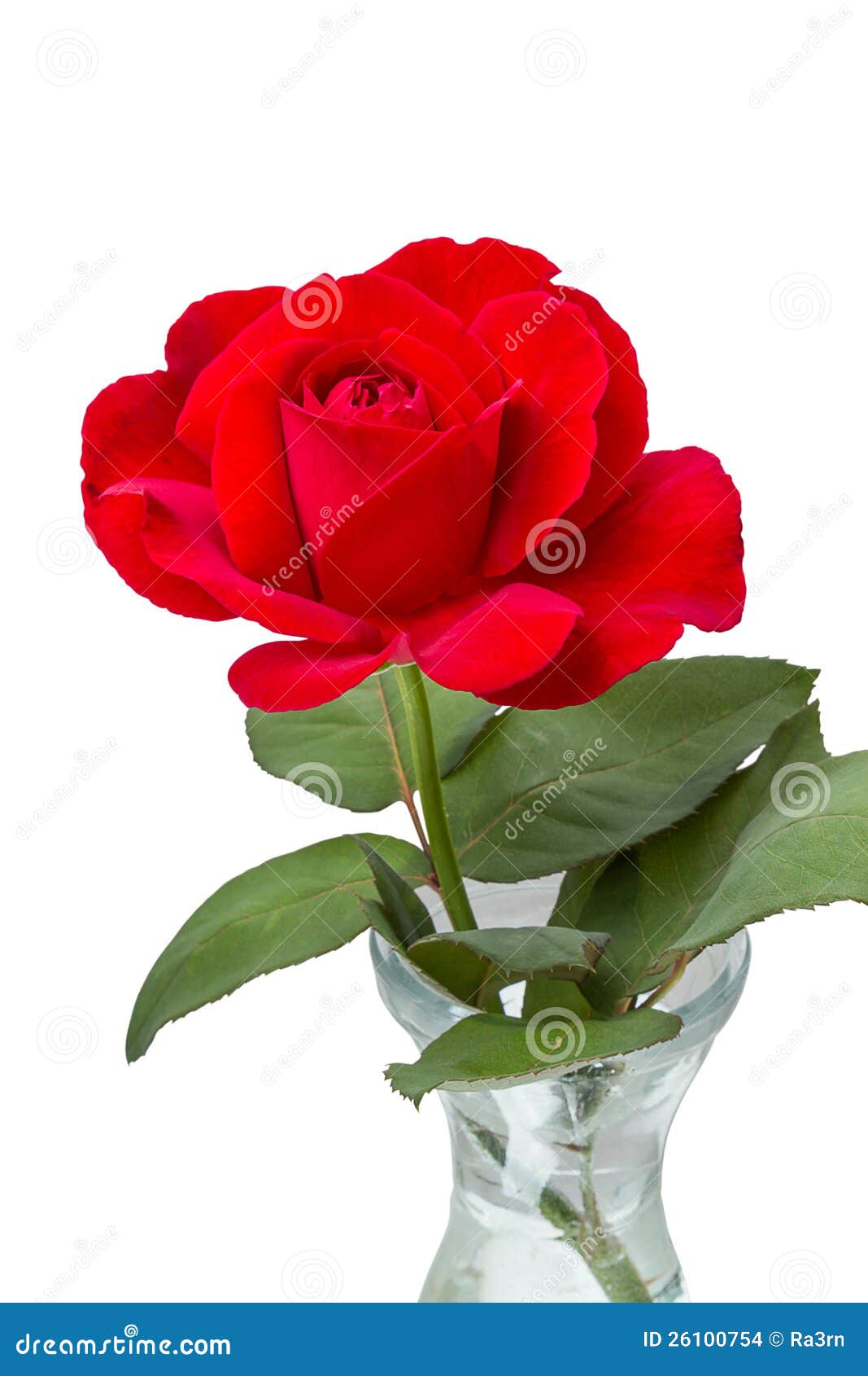 Red rose in a glass vase stock photo. Image of vase, isolated - 26100754