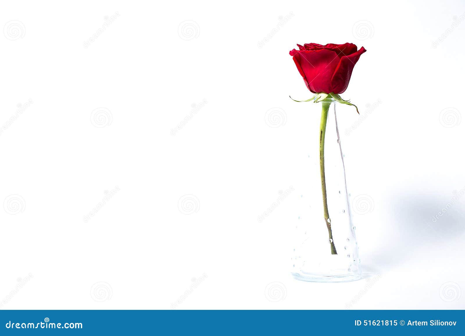 Red Rose in a Glass Vase on White Background Stock Image - Image of ...