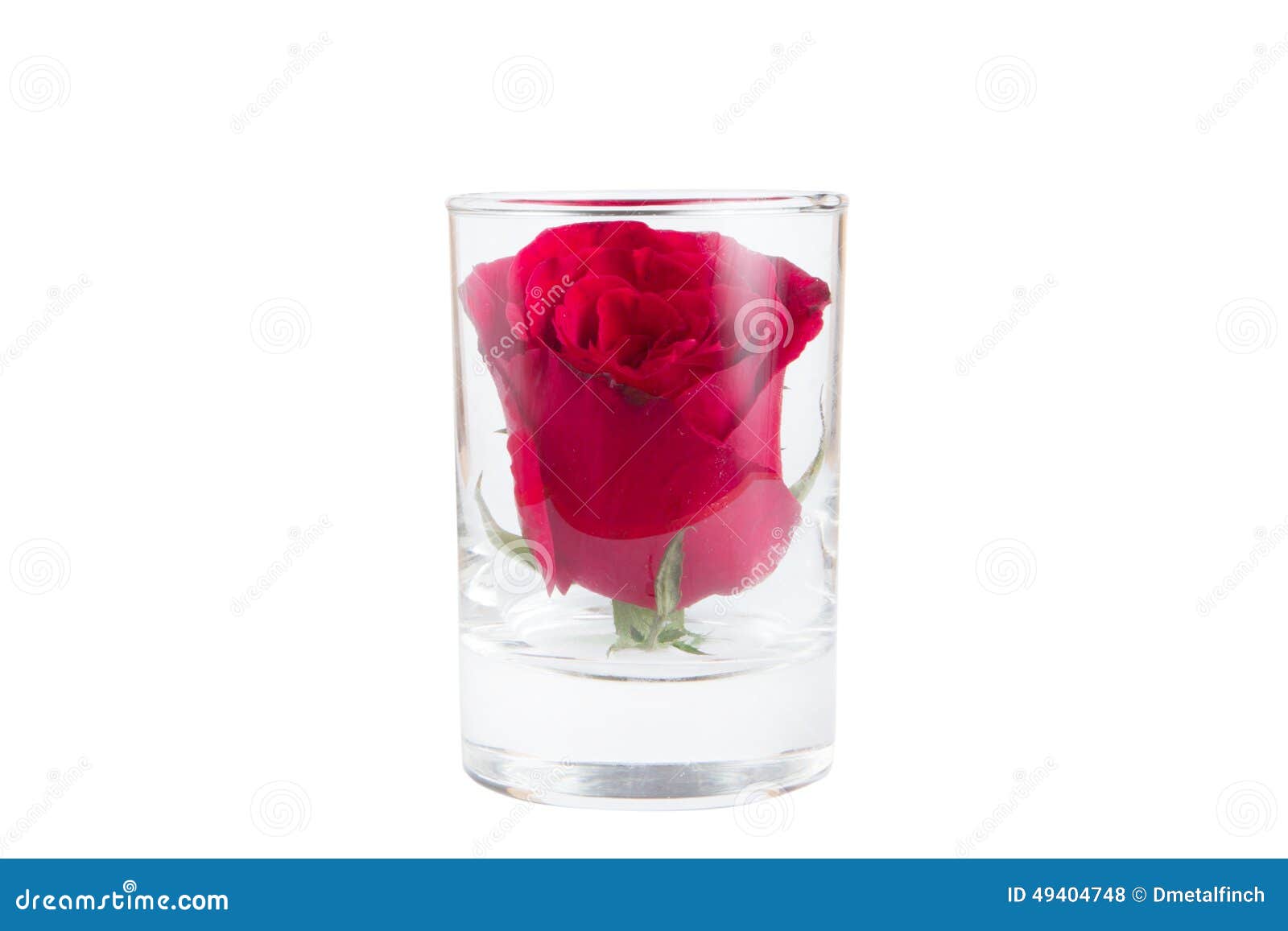 A red rose in a glass stock photo. Image of background - 49404748