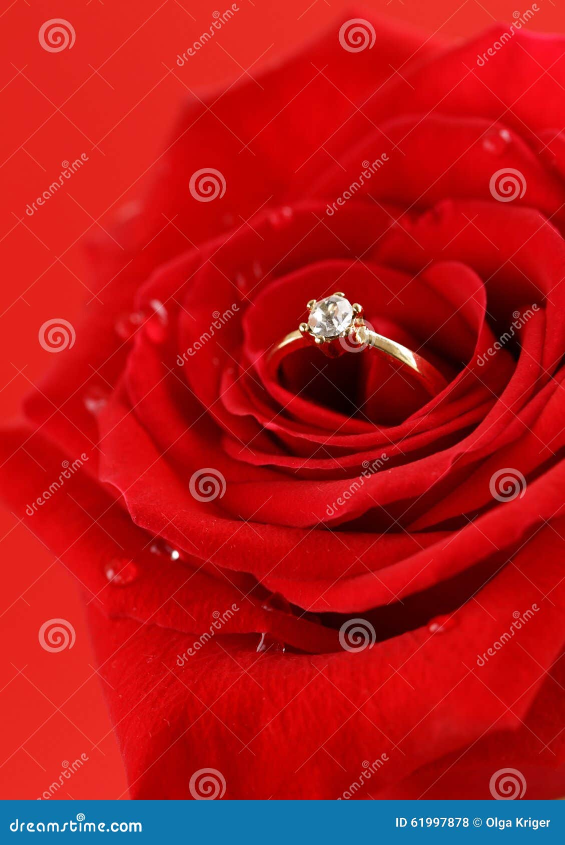 Red Rose with a Gold Ring with a Diamond Stock Photo - Image of closeup ...