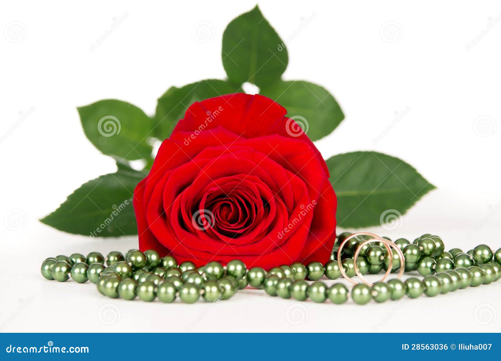 Red rose with gold rings stock photo. Image of green - 28563036
