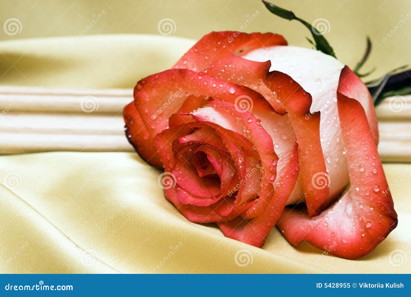 Red rose on golden satin stock image. Image of aqua, droplet - 5428955